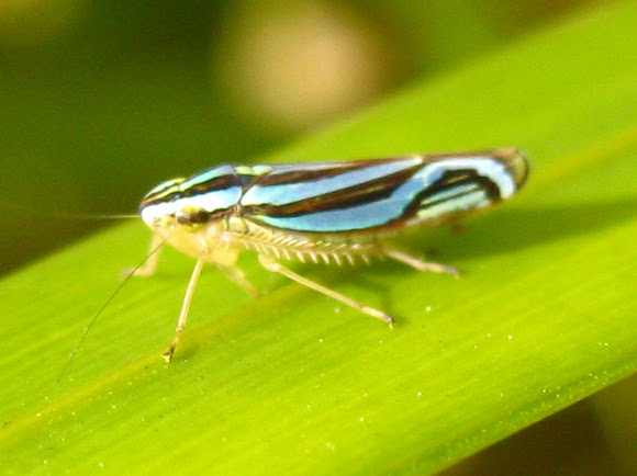 Leafhopper | Project Noah