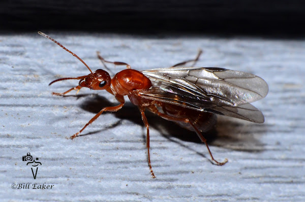 Flying Ant | Project Noah