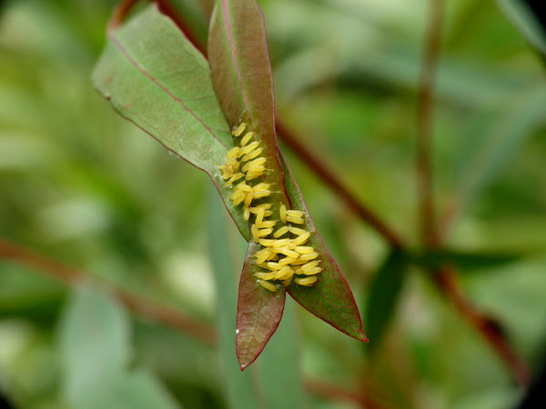 Tortoise Leaf Beetle eggs | Project Noah