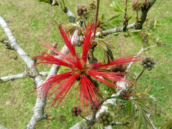 Calliandra tweedii | Project Noah