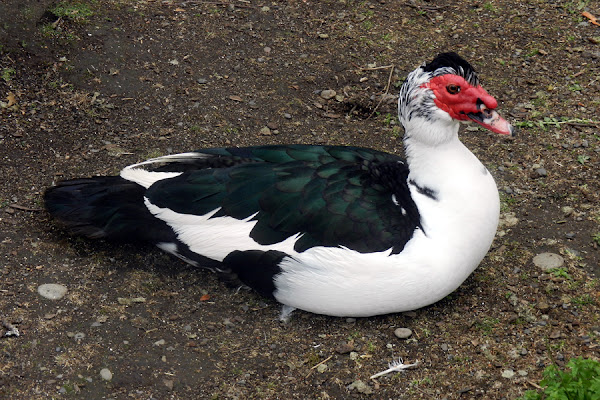 Muscovy Duck | Project Noah