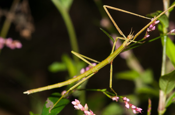 Stick insect | Project Noah