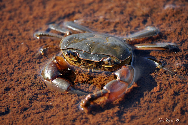 Cape River Crab | Project Noah