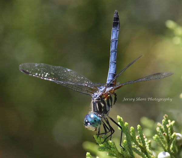 BLUE DASHER DRAGONFLY | Project Noah
