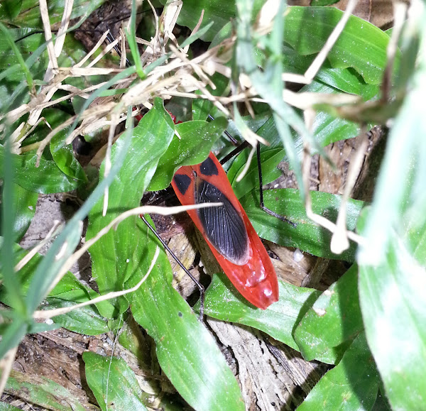 Giant Red Bug | Project Noah