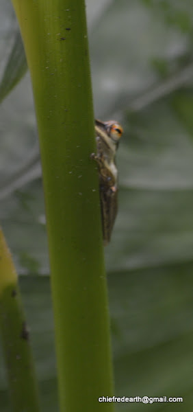 western tree frog | Project Noah