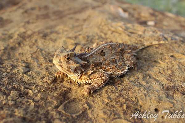 Texas Horned Lizard | Project Noah
