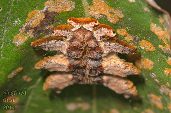 Tropical Monkey Slug | Project Noah