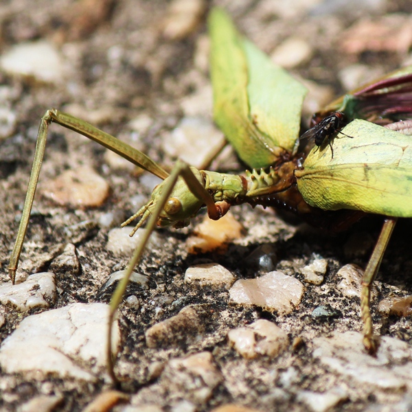 Pink-winged Phasma | Project Noah