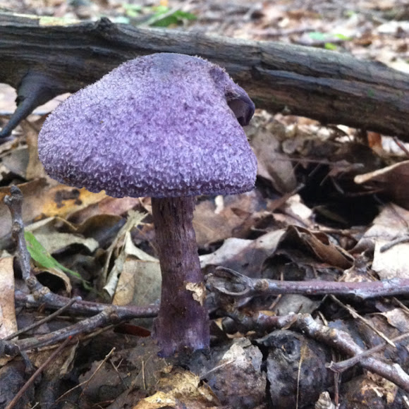 Violet cort | Project Noah