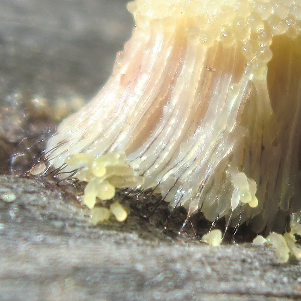 Stemonitis fusca? | Project Noah