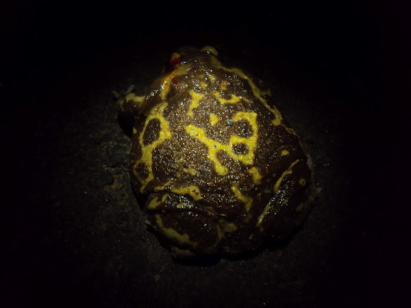 Marbled Balloon Frog | Project Noah