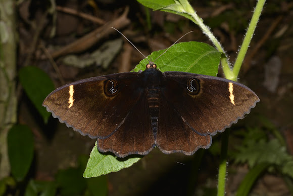 Owlet or Erebus Moth - Male | Project Noah