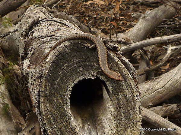 Spotting | Project Noah