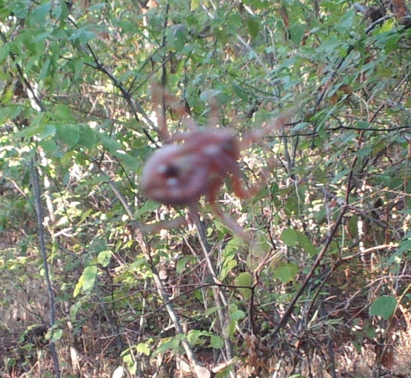 arabesque orbweaver | Project Noah