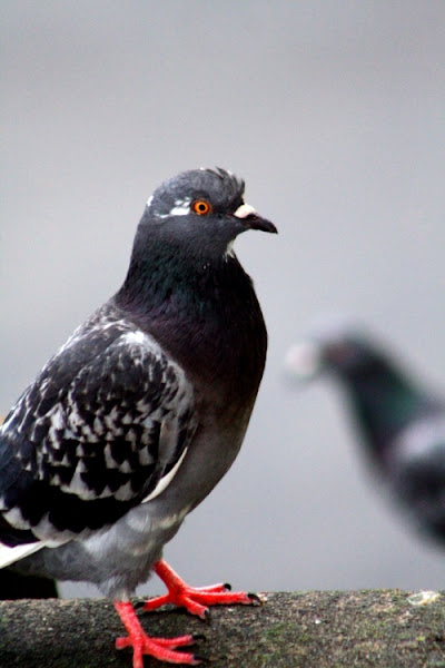 pombo comum | Project Noah