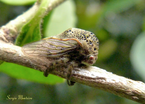 Treehopper | Project Noah
