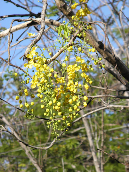 Canafistula (Golden Shower Tree) | Project Noah