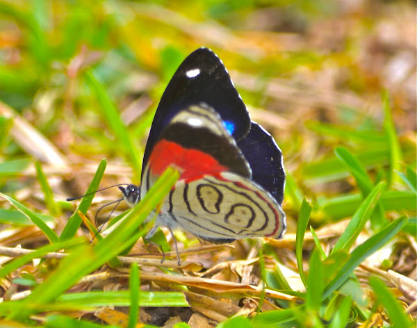 Navy Eighty Eight Butterfly | Project Noah