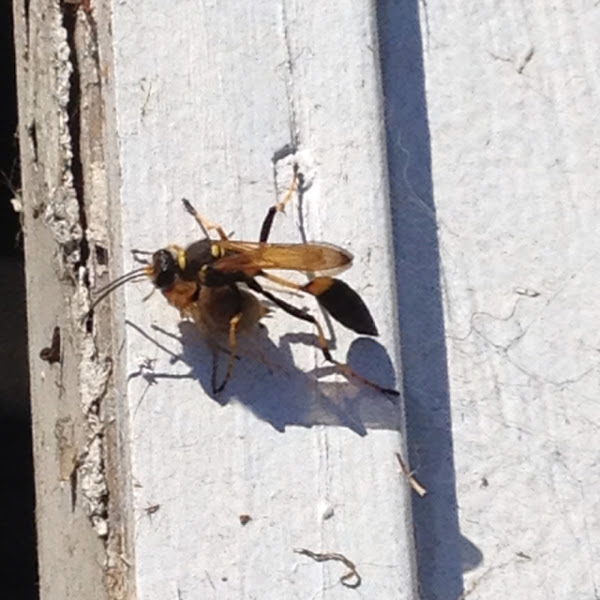 Thread-waisted Wasp | Project Noah