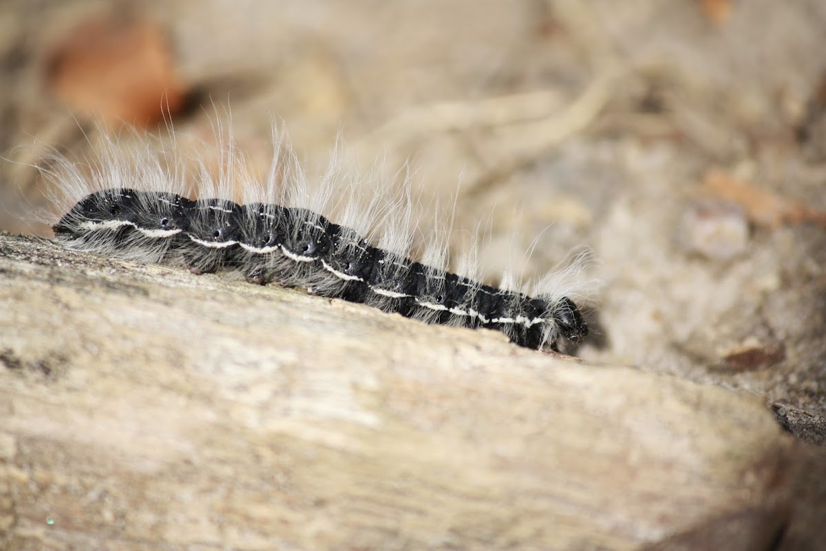 Walnut Caterpillar | Project Noah