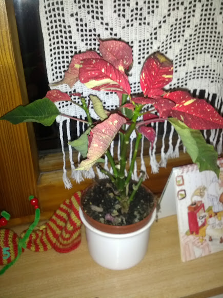 Spotting | Project Noah