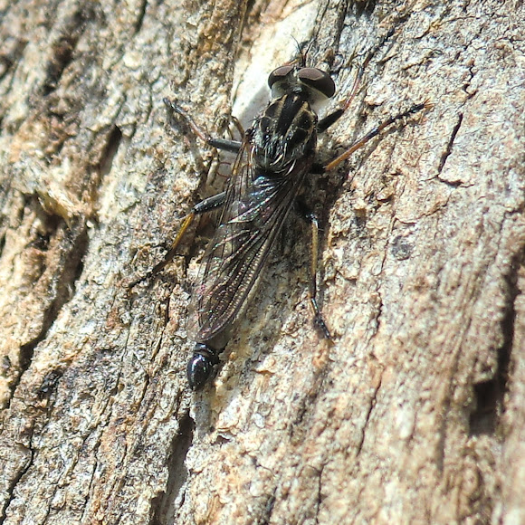 Black Robber Fly | Project Noah