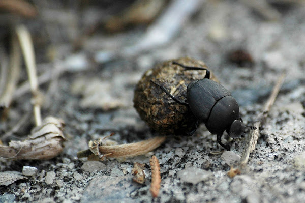 Tumblebug | Project Noah