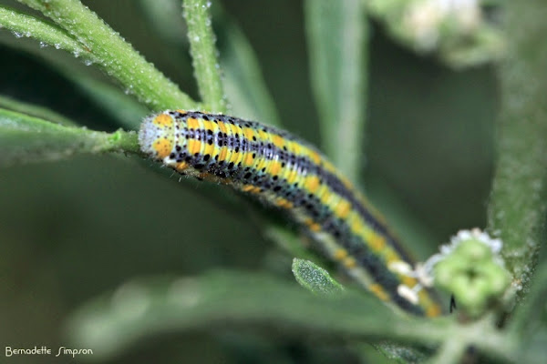 Bath White Larvae | Project Noah