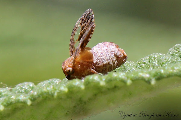 Issid Planthopper | Project Noah