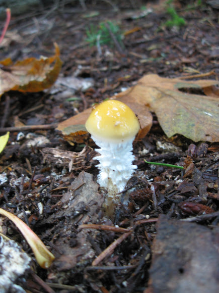 Questionable Stropharia | Project Noah