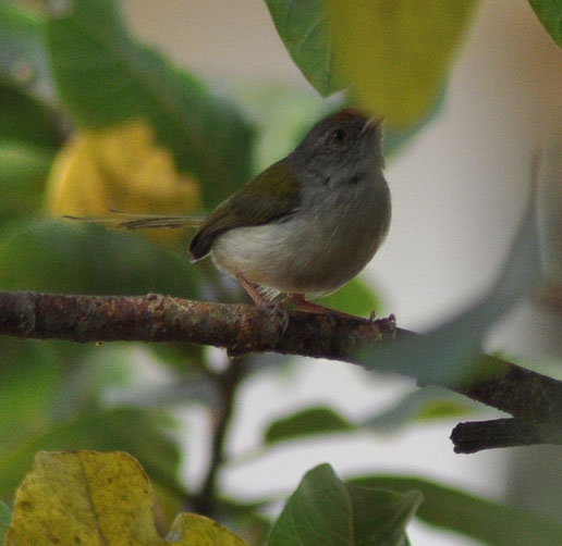 Common Tailorbird | Project Noah