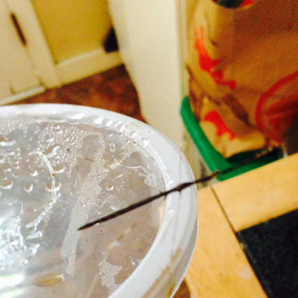 Thread-legged Bug | Project Noah