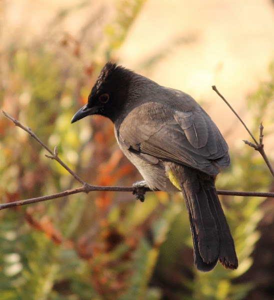 Red-eyed Bulbul | Project Noah