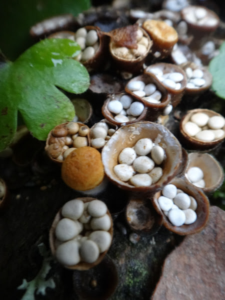Cyathus olla | Project Noah