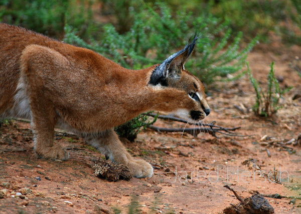Caracal | Project Noah