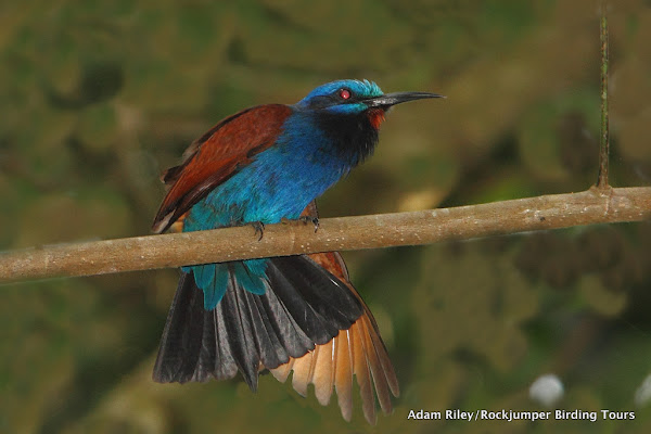 Blue-headed Bee-eater | Project Noah