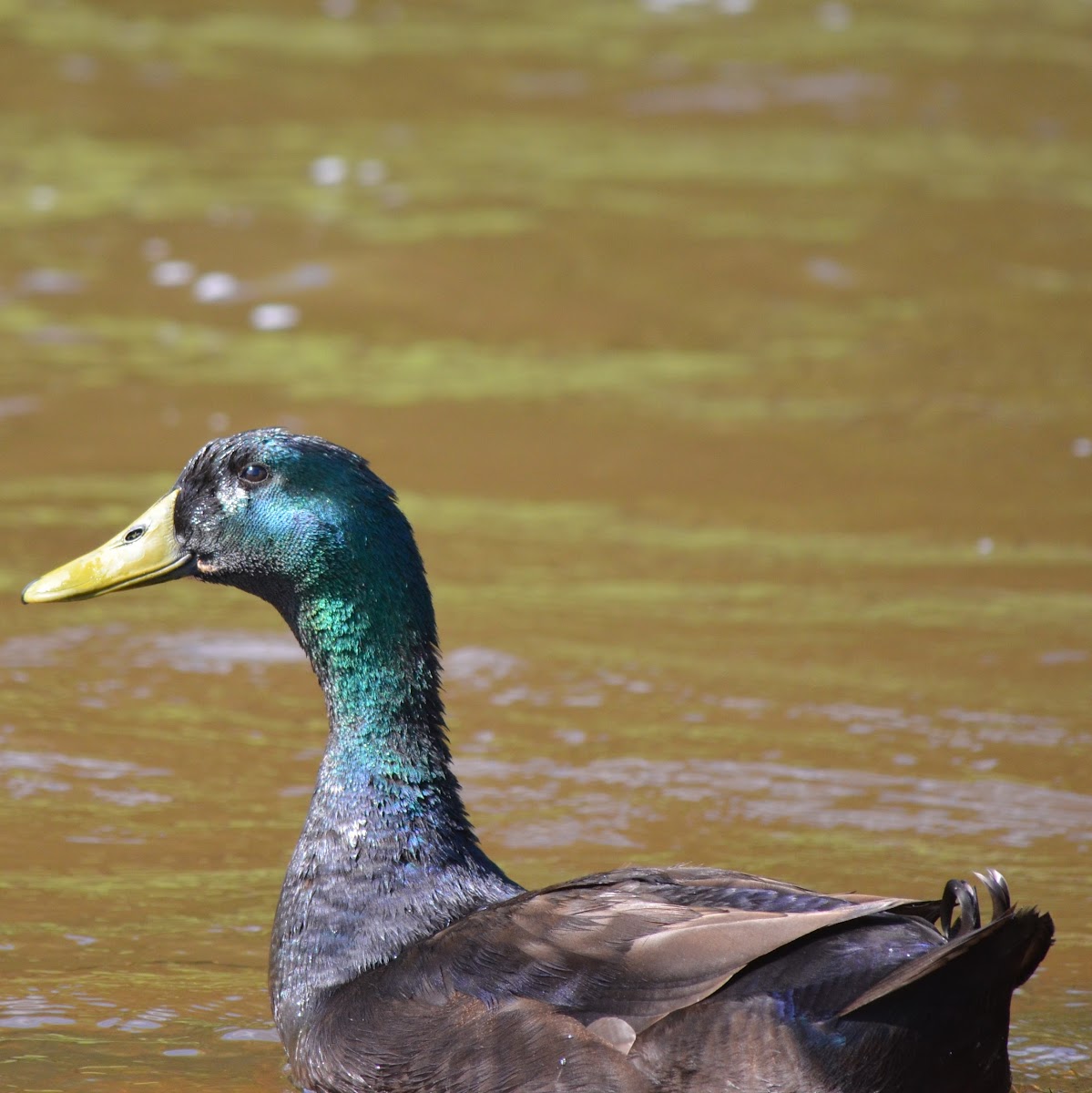 Mallard Hybrid | Project Noah