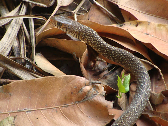 Darash Snake (দাঁড়াশ সাপ) | Project Noah