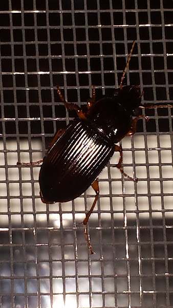 Pennsylvania Dingy Ground Beetle | Project Noah