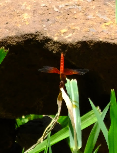 unknown dragonfly | Project Noah
