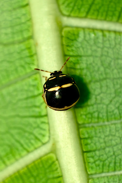 Coptosoma sp. | Project Noah