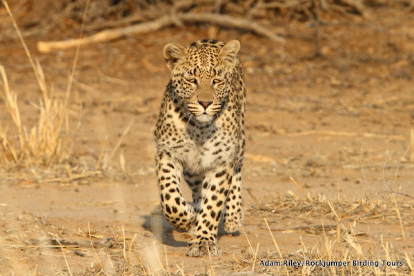 Leopard & African Wild Cat | Project Noah