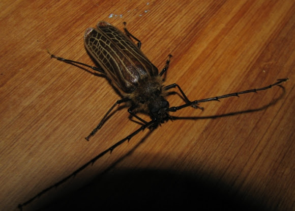 Huhu Beetle | Project Noah