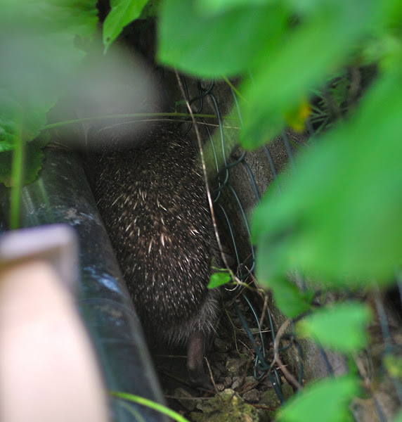 Hedgehog, Igel | Project Noah