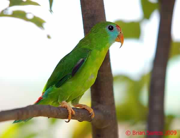 Philippine hanging parrot | Project Noah