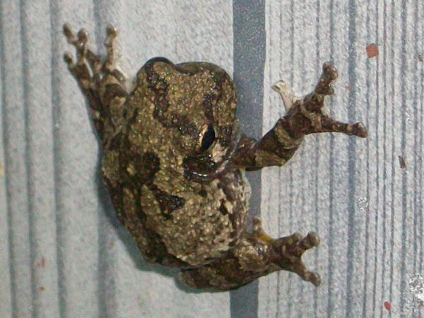 Cope's Grey Treefrog ~ Grey Treefrog | Project Noah