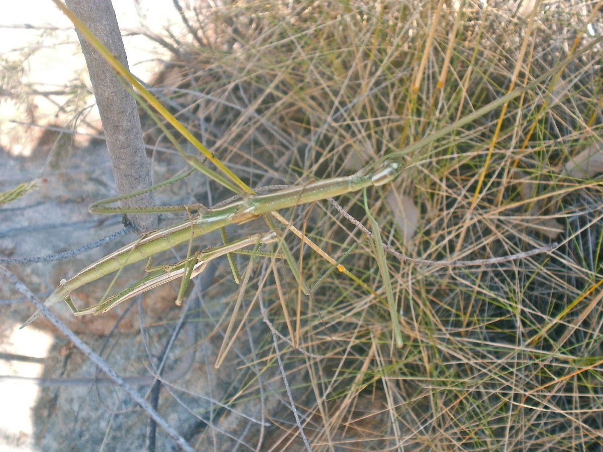Goliath Stick Insect | Project Noah