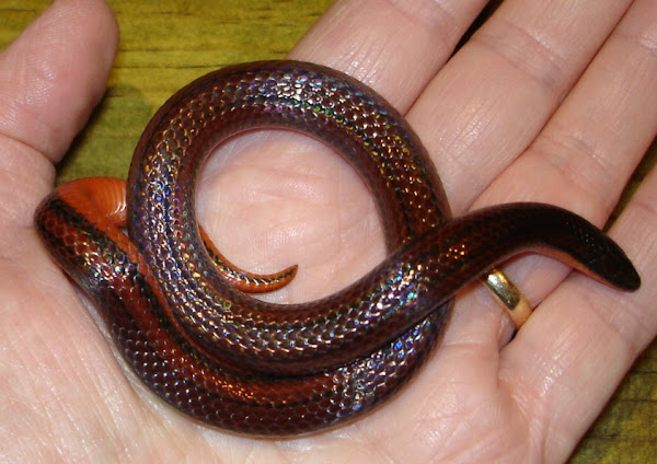 Middle American Burrowing Snake | Project Noah