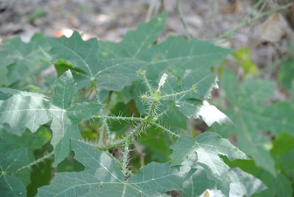 Bull Nettle, Spurge Nettle | Project Noah